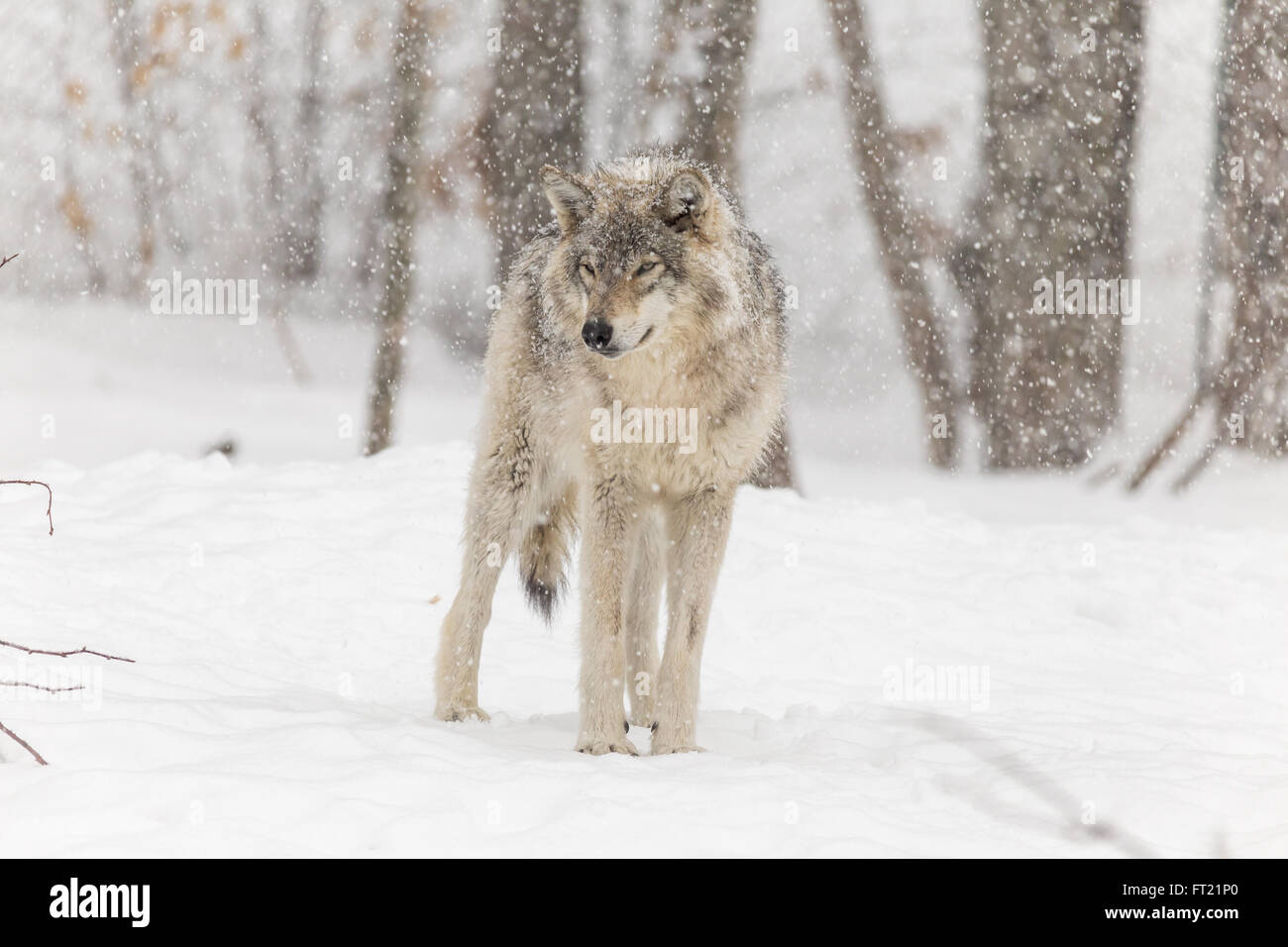 Timber wolf hi-res stock photography and images - Alamy