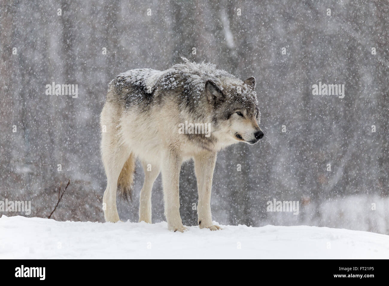 Timber wolf in a winter setting Stock Photo - Alamy