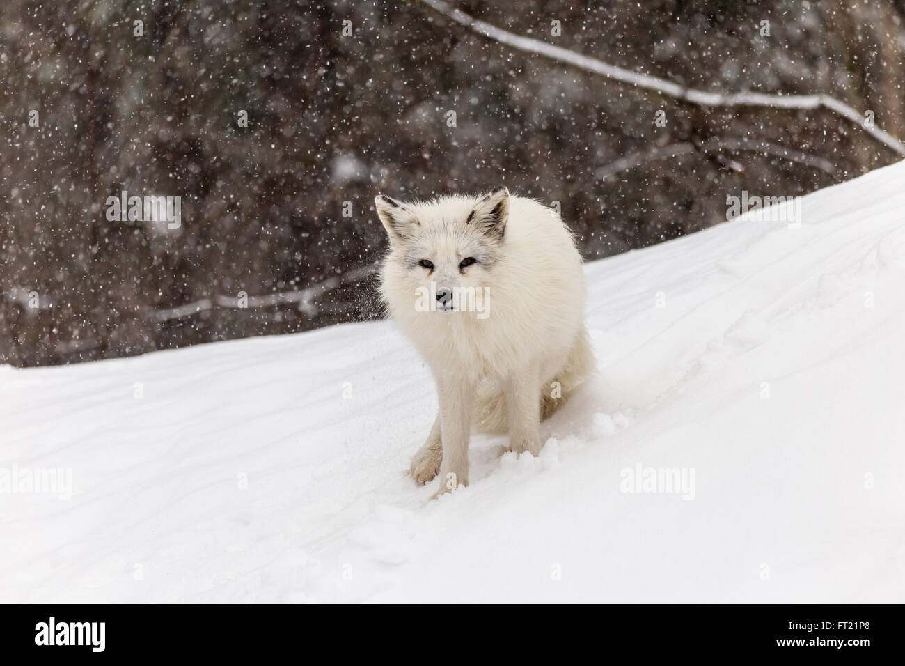 Arctic fox in a winter scene Stock Photo - Alamy