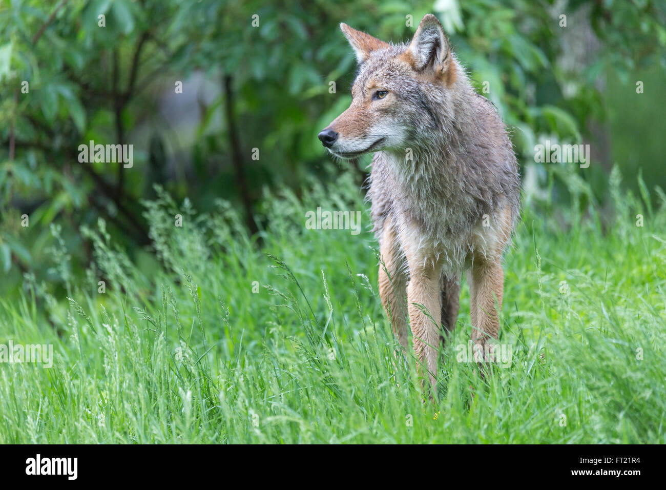 Coyote in a forest Stock Photo - Alamy