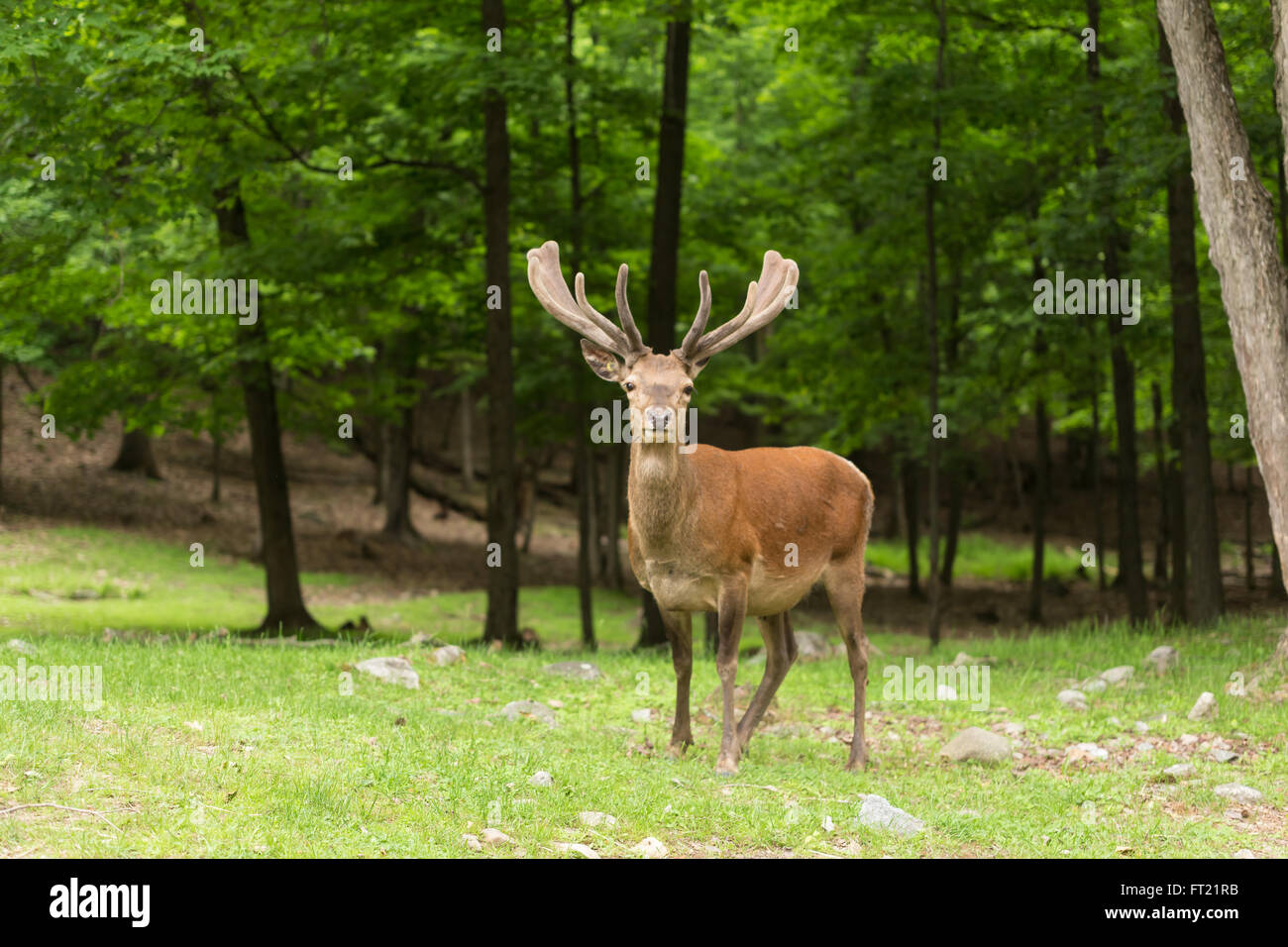 Large male deer in the woods Stock Photo - Alamy