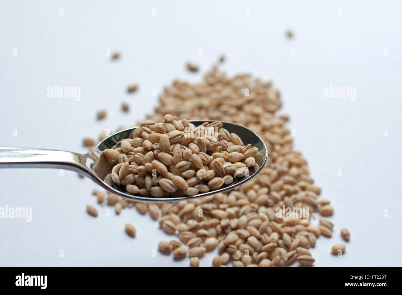 Barley grass hi-res stock photography and images - Alamy