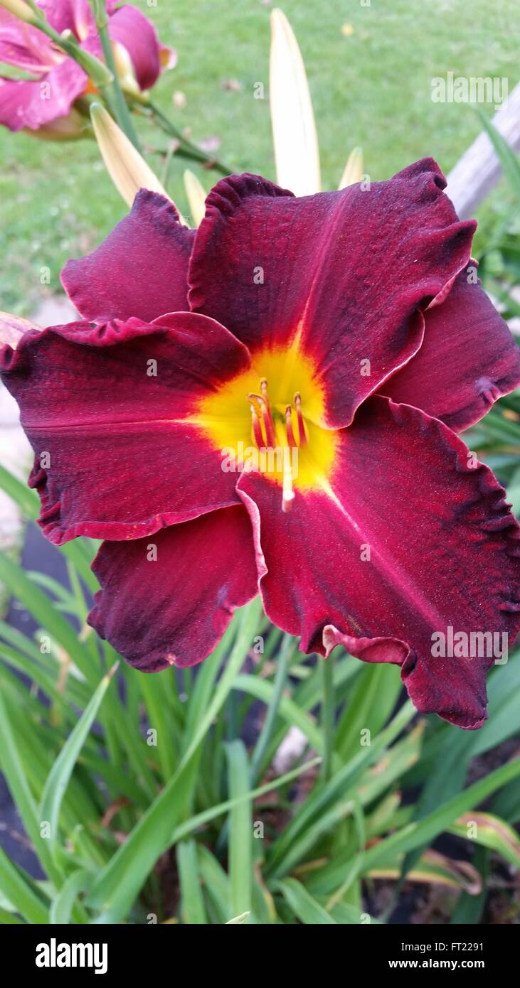 Maroon day lily bloom hi-res stock photography and images - Alamy