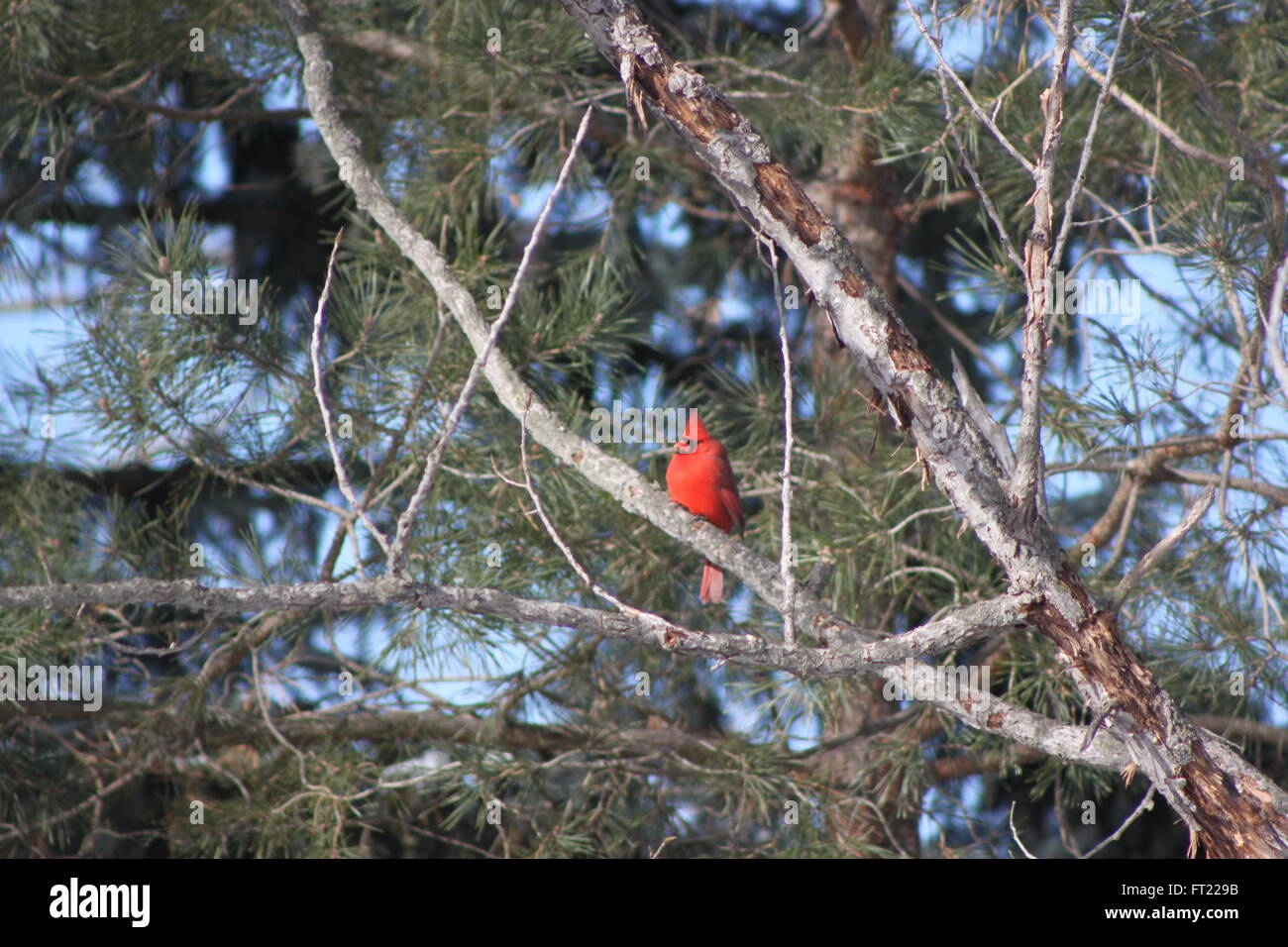 Cardinal in an evergreen tree Stock Photo - Alamy