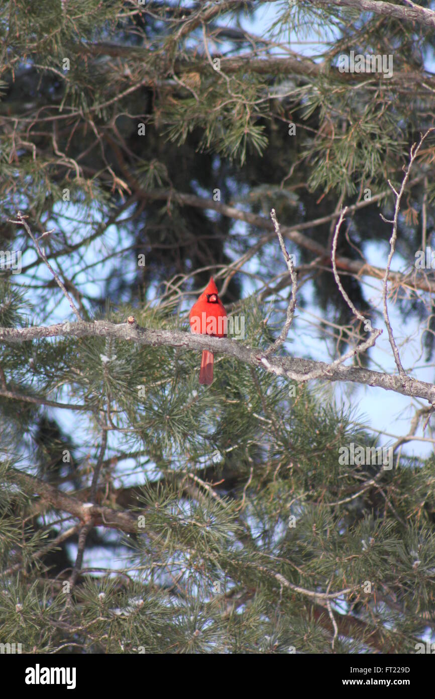 Bold red cardinal in evergreen tree #2 Stock Photo - Alamy