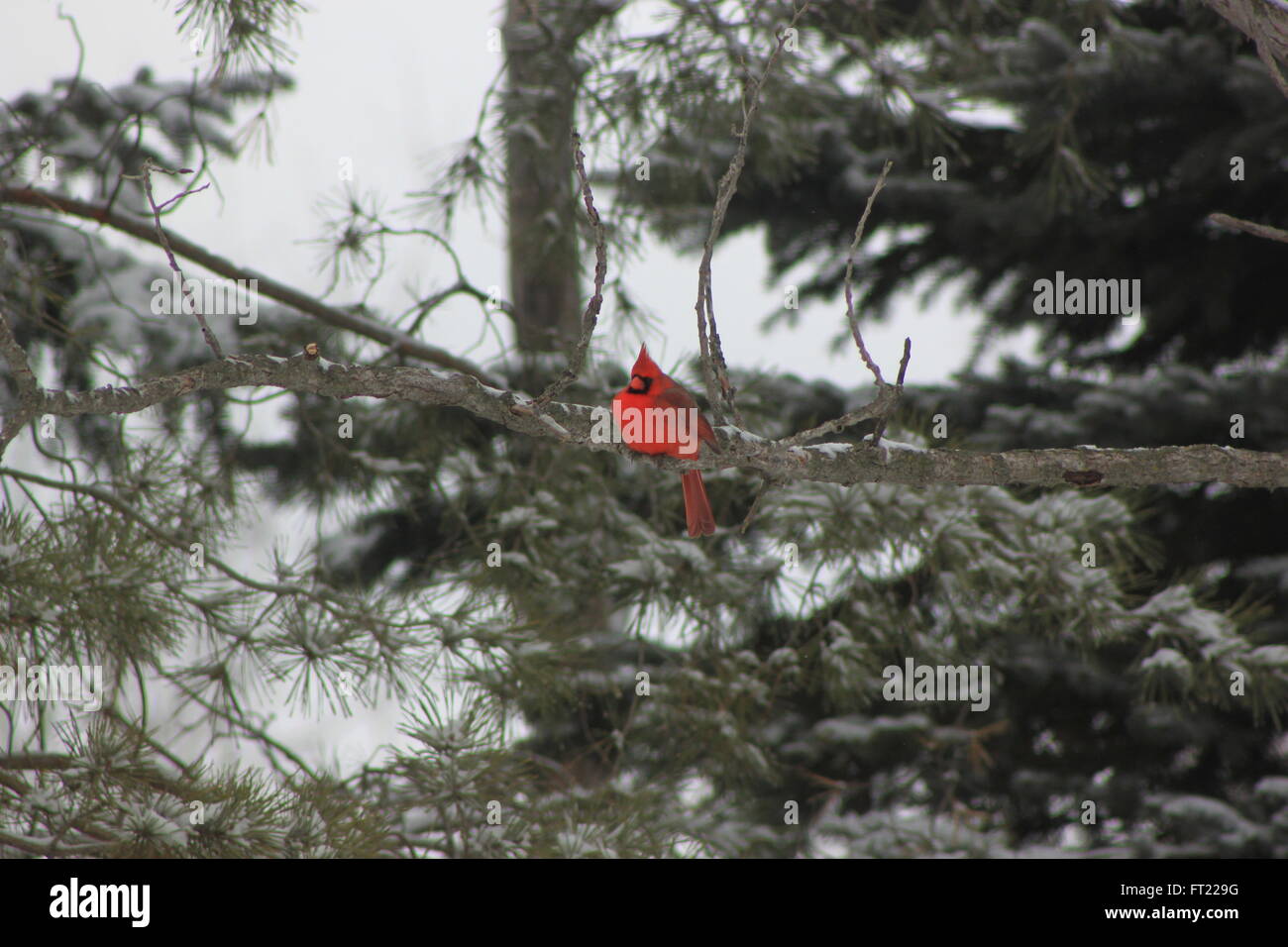 Bold red cardinal in evergreen tree Stock Photo - Alamy