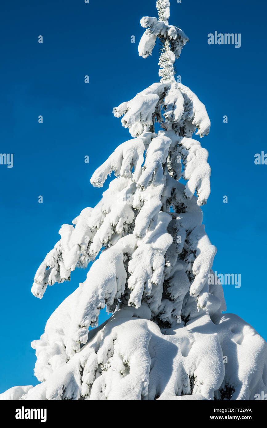 Morning after heavy snowstorm showing pine trees under heavy snow cover ...