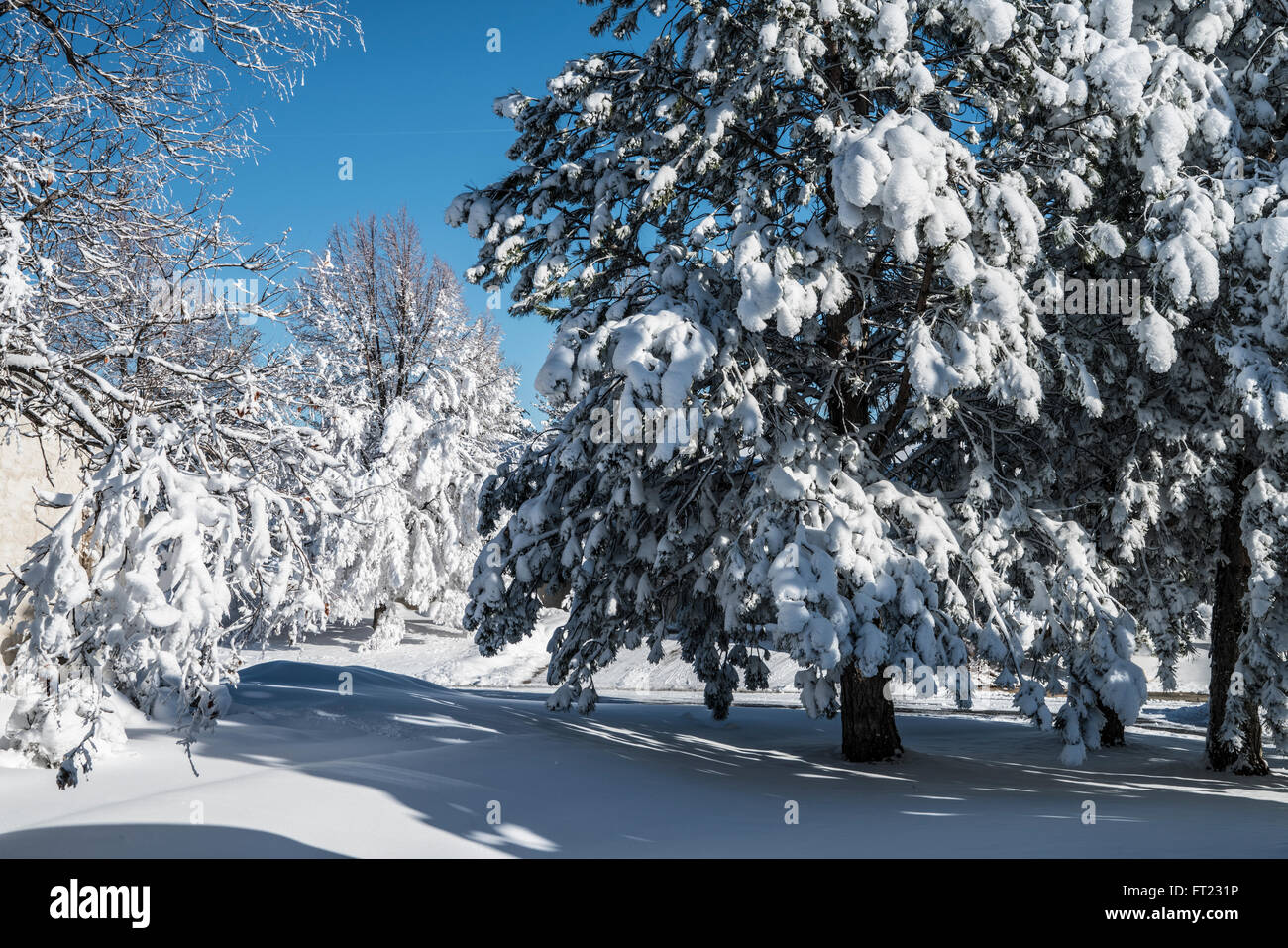 Morning after heavy snowstorm showing trees and lawn under heavy snow ...