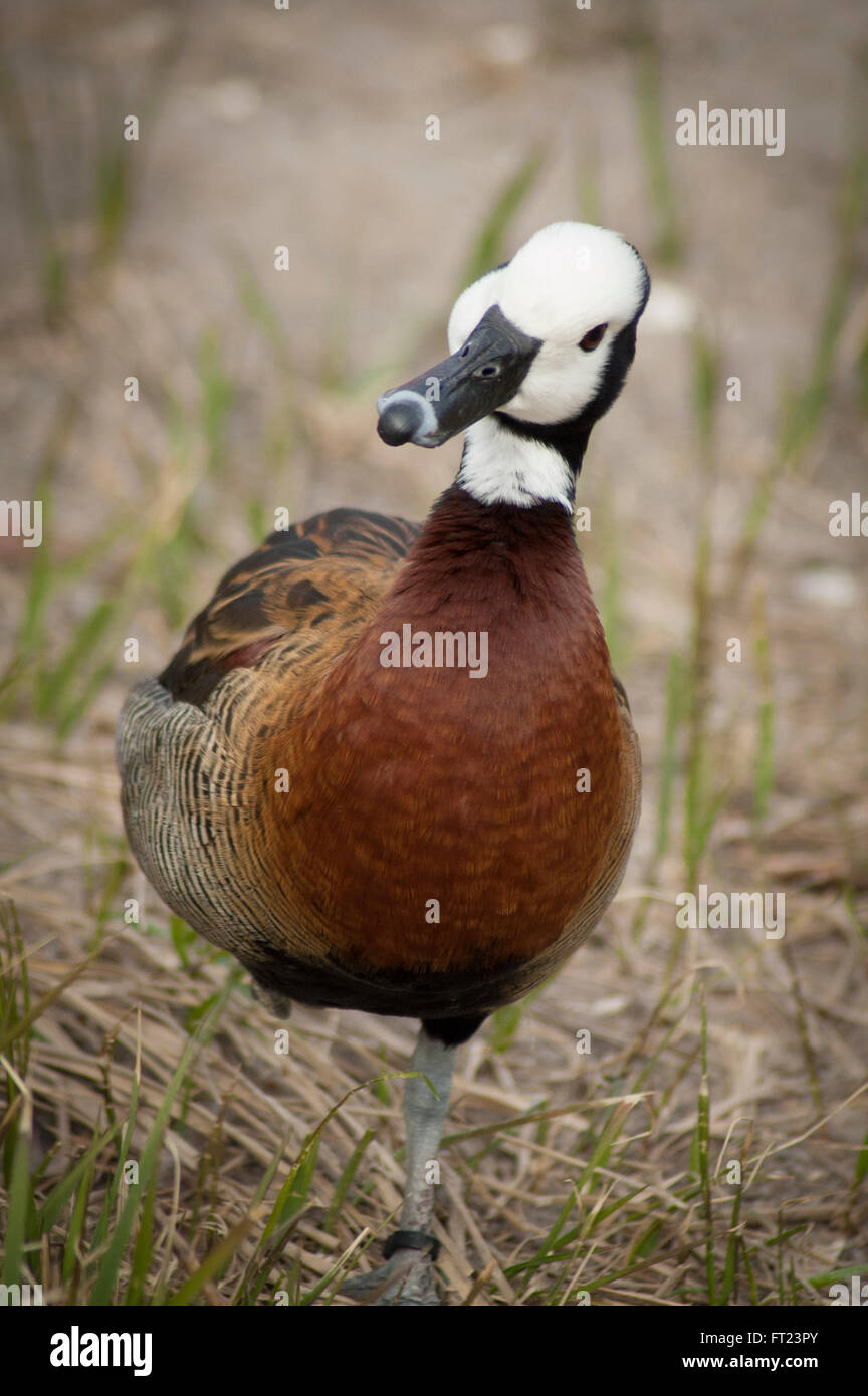 brown and white bird/duck water fowl standing on one leg Stock Photo ...