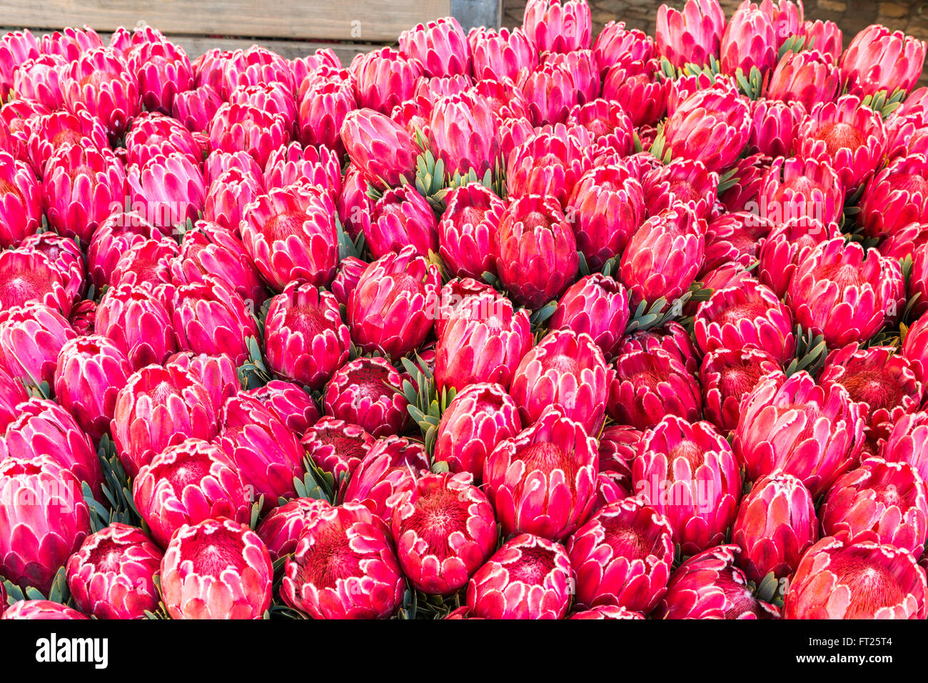 Bunches of Protea grandiceps blooms ready for export from Stellenbosch ...