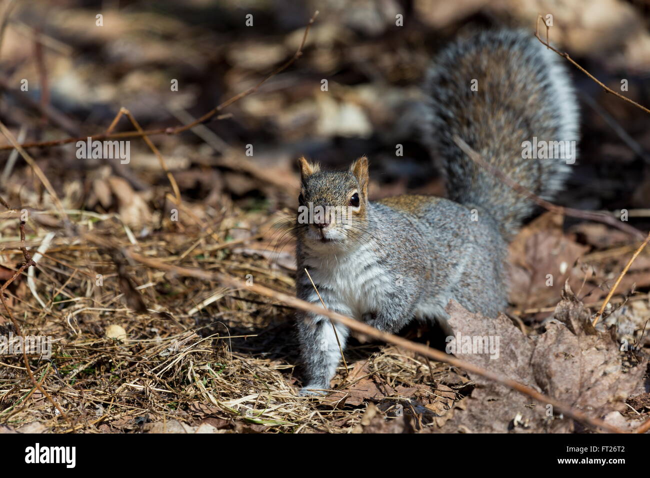 Grey Squirrel in a forest in Quebec Stock Photo - Alamy