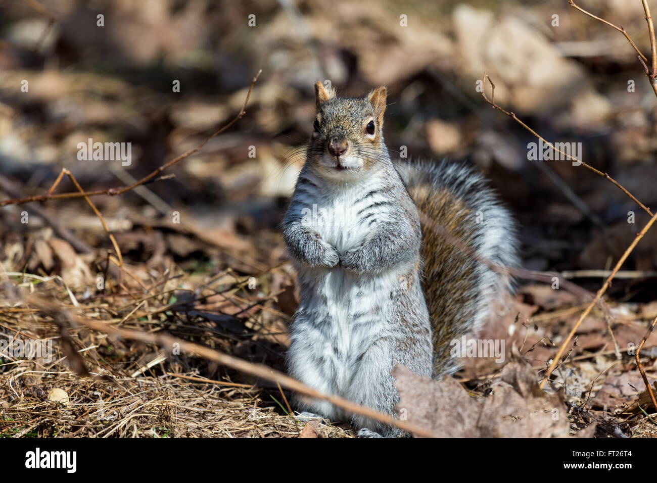 Grey squirrel isolated white background hi-res stock photography and ...