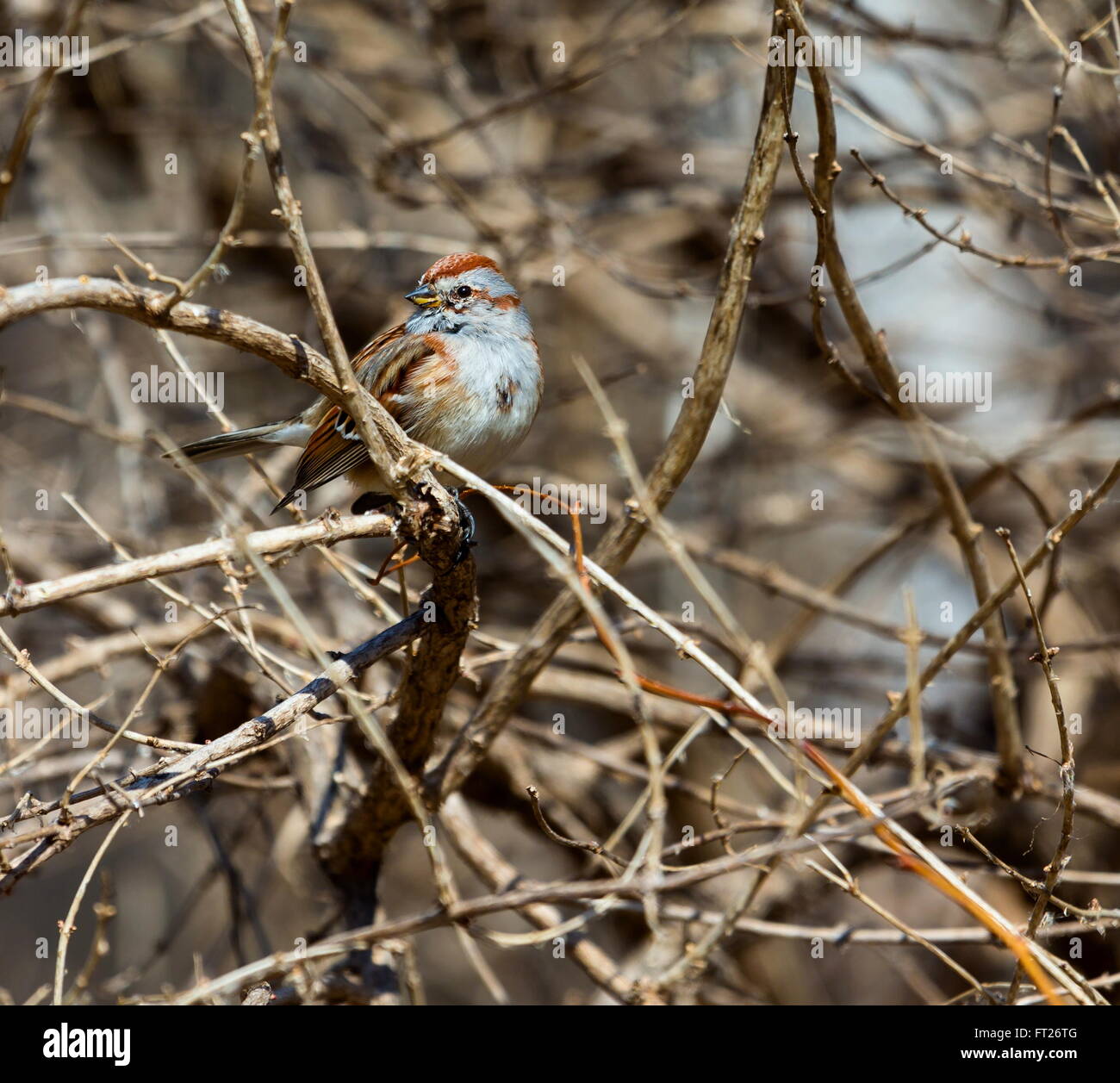 Detailed sparrow hi-res stock photography and images - Alamy