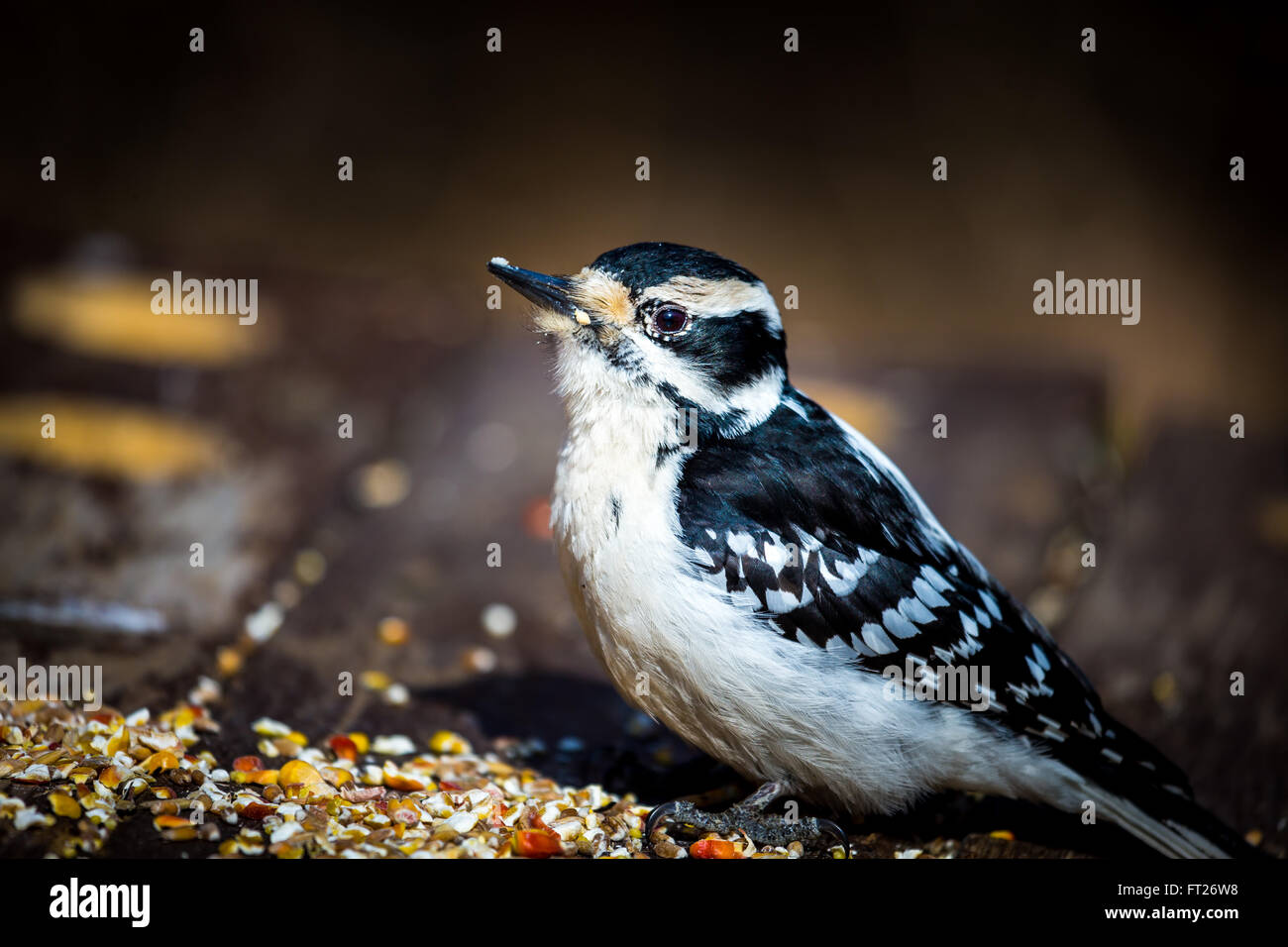 Hairy woodpecker hi-res stock photography and images - Alamy