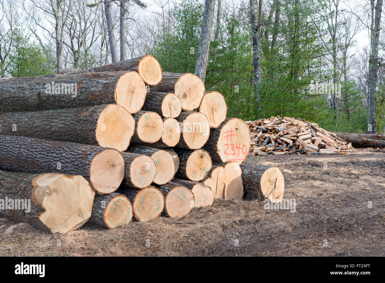 Lumber mill log pile wood hi-res stock photography and images - Alamy