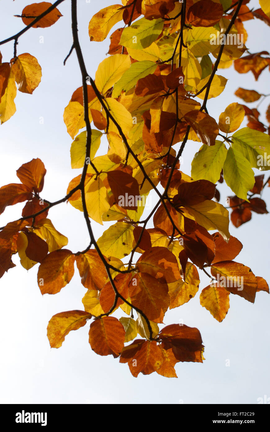Copper beech fall leaves hi-res stock photography and images - Alamy