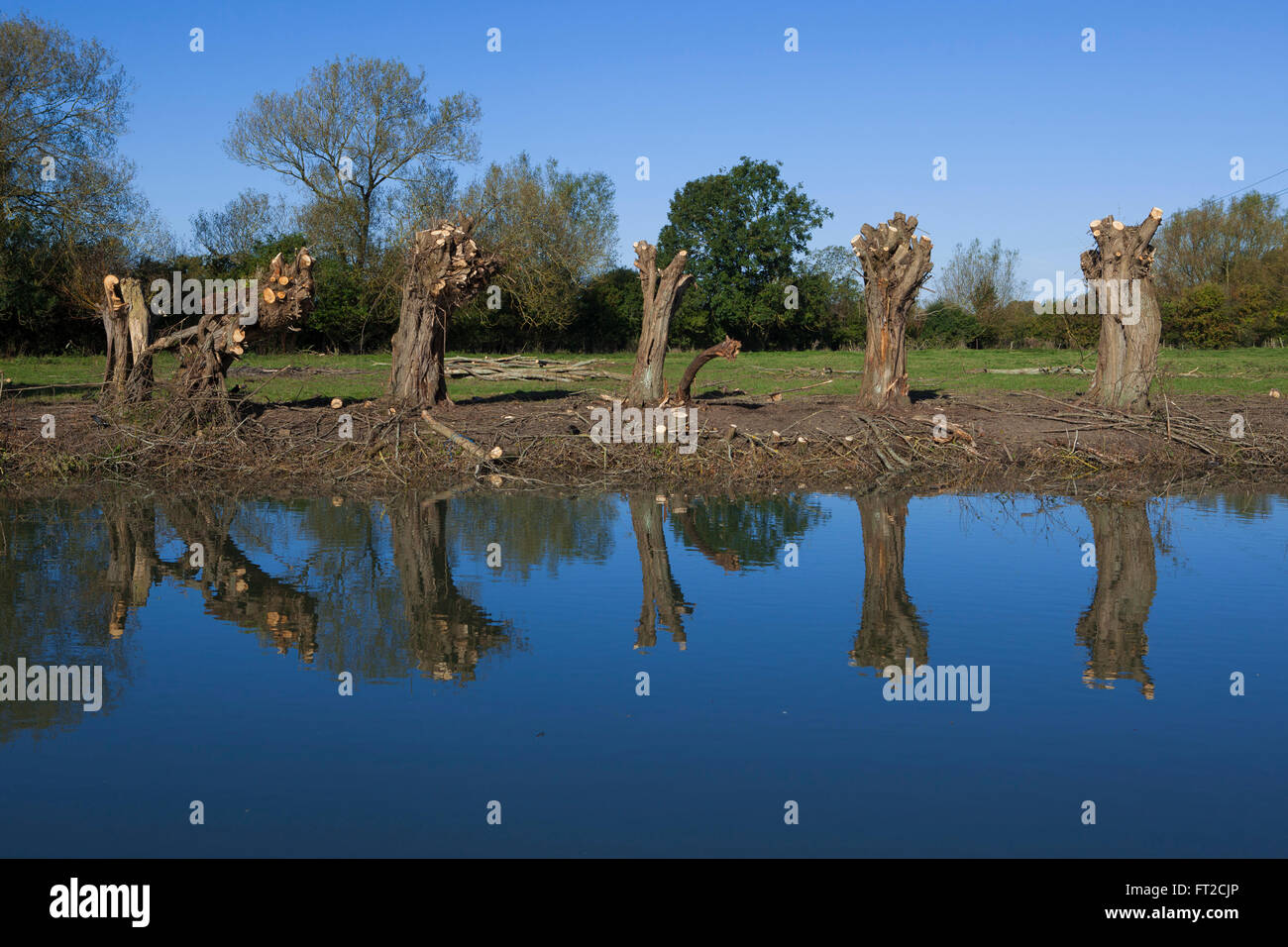 Mirror images of tress that have been cut and topped are reflected in ...