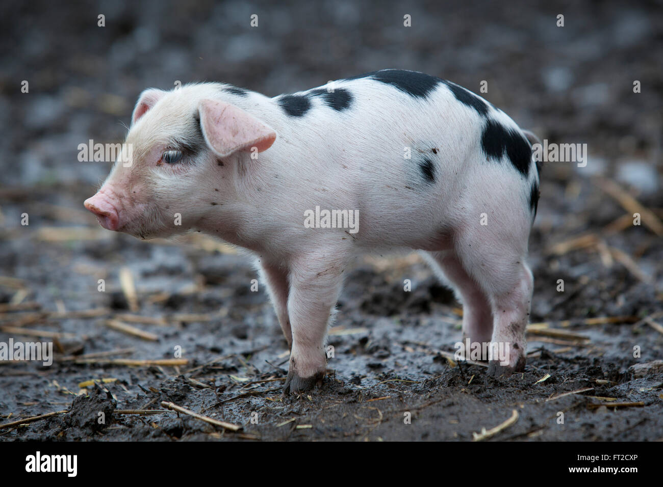 Gloucester old spot Pigs push their snouts from the pen and look ...