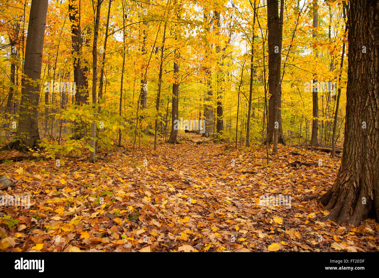 Fall season forest hi-res stock photography and images - Alamy