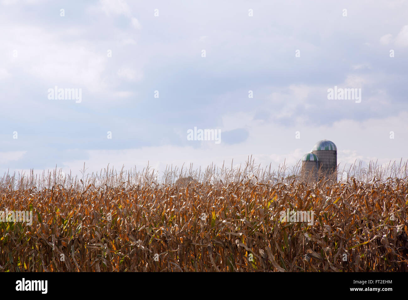 brown corn crop field facing drought dry wether Stock Photo - Alamy brown corn crop field facing drought dry wether Stock Photo - Alamy