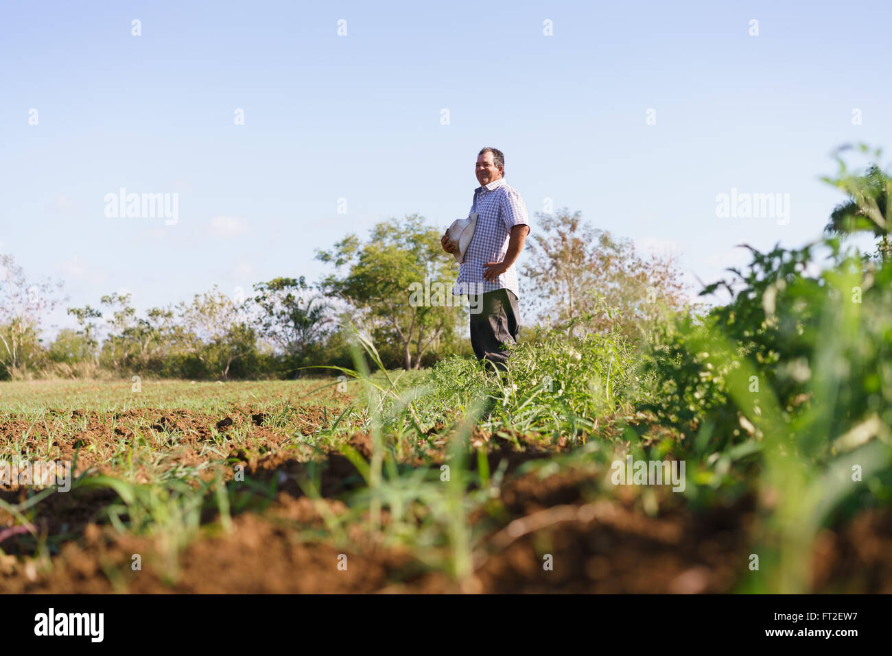 Farming and cultivations in Latin America. Middle aged hispanic farmer ...