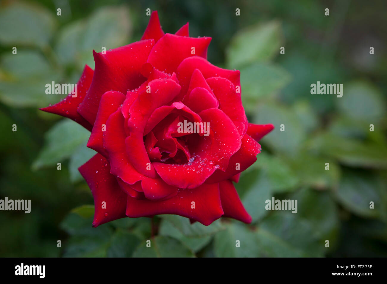 Deep red rose with dew and backdrop of deep green leaves Stock Photo ...