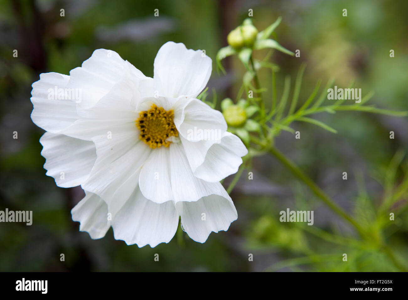 White petalled flower hi-res stock photography and images - Alamy