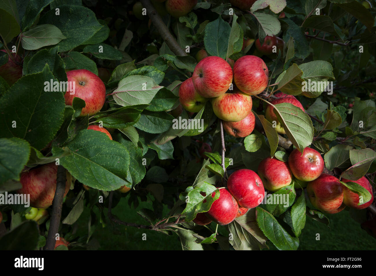Cider apples on the trees in an orchard in Herefordshire UK, laden with ...