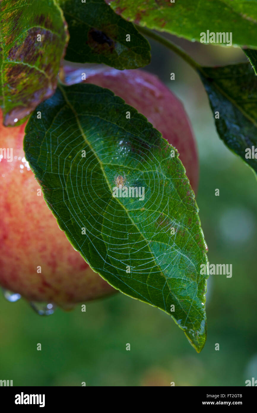 Garden leaves and apple tree with early morning dew Stock Photo - Alamy