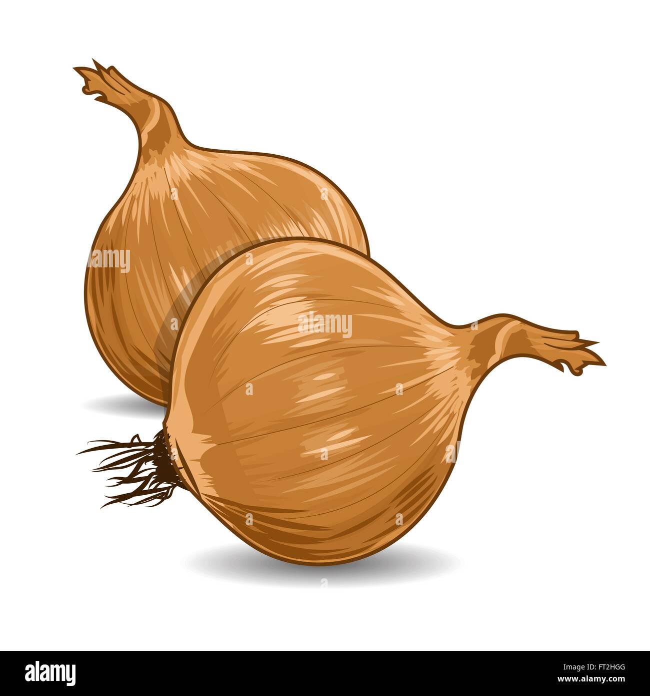 Hand drawn onion over white background Stock Vector Image & Art - Alamy