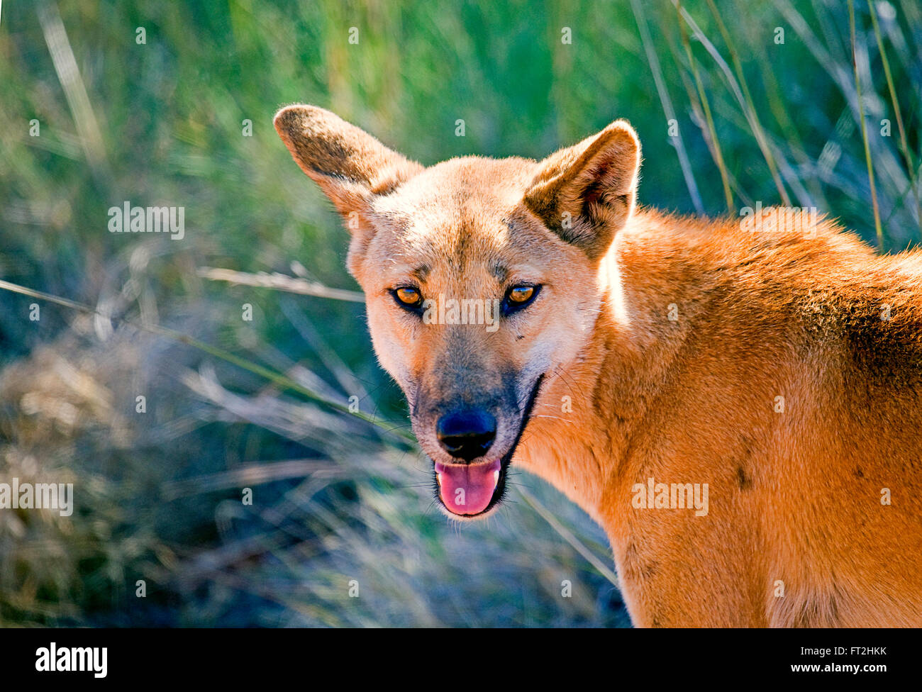 Dingo hi-res stock photography and images - Alamy