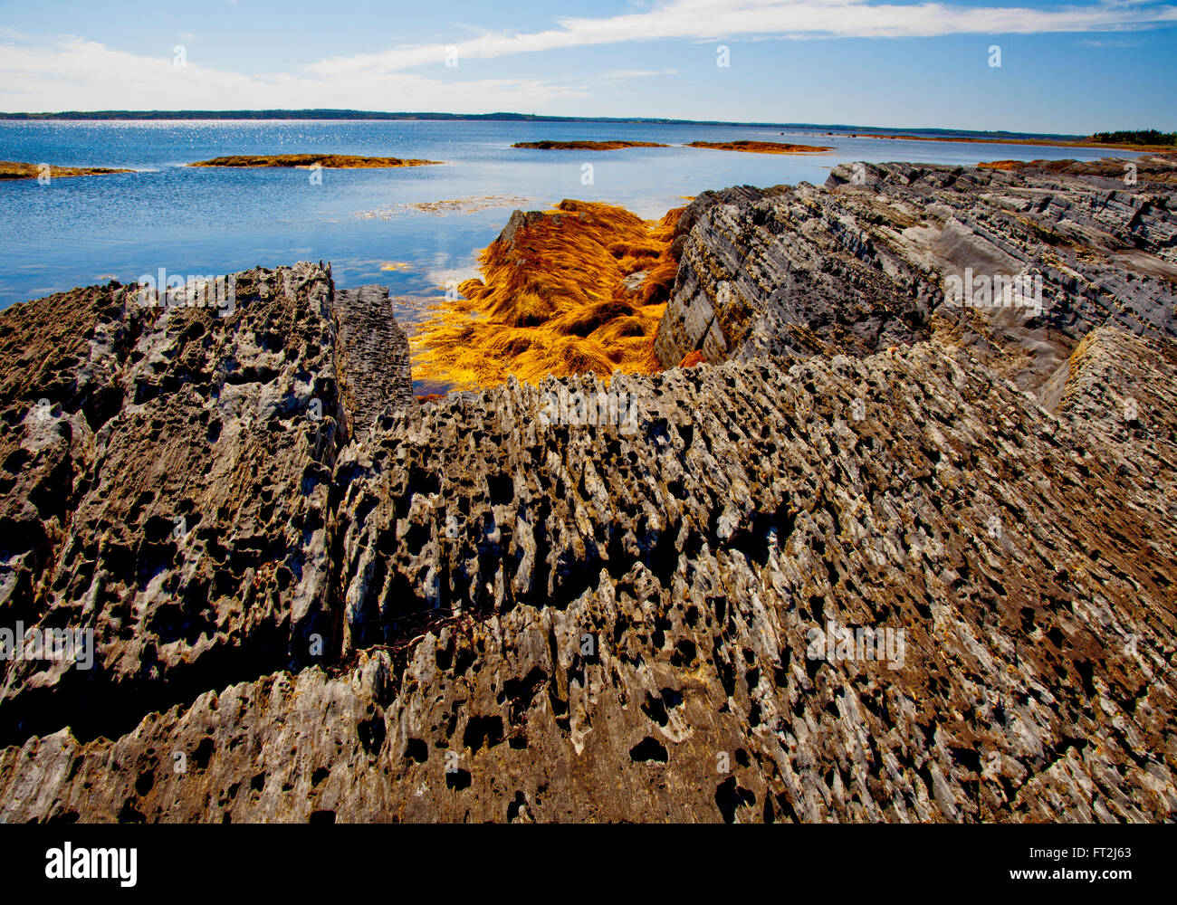 yellow seaweed on rocky shore Stock Photo - Alamy