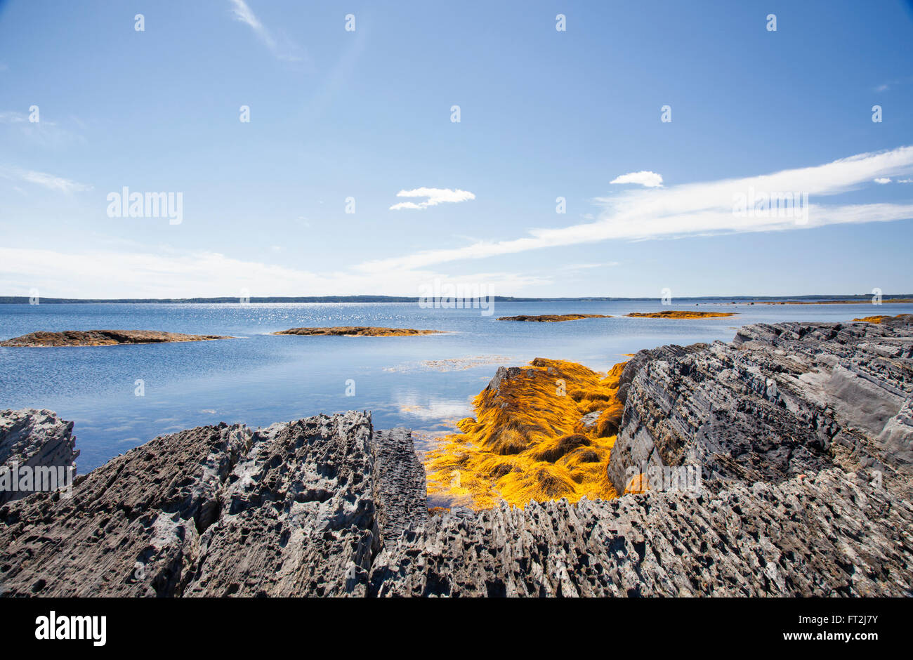yellow seaweed on rocky shore Stock Photo - Alamy
