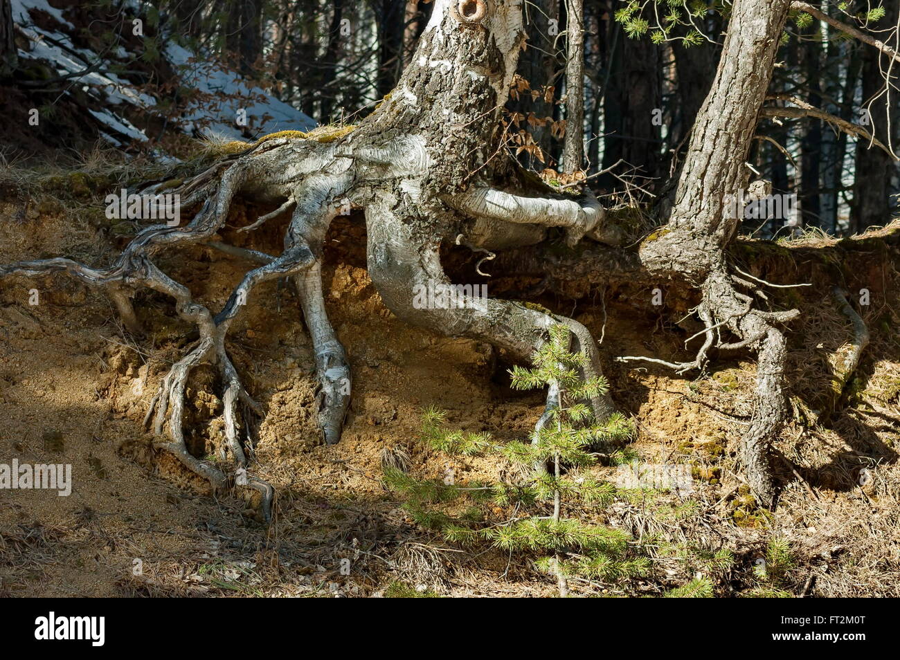 Fantastic tree rooty in Vitosha mountain at winter, Bulgaria Stock ...