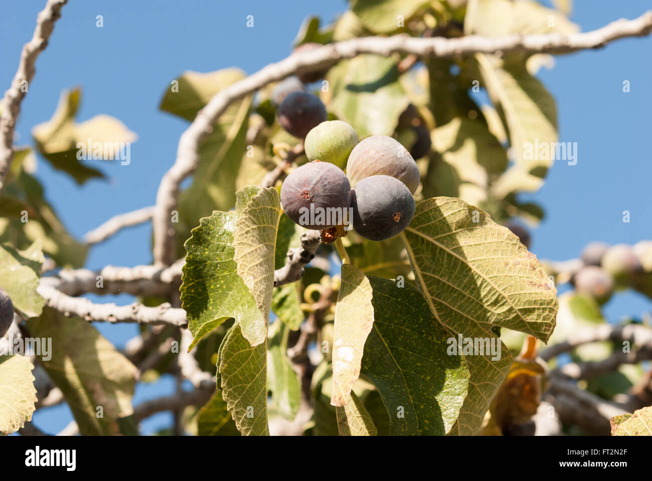 Bunch of ripe purple figs on the fig tree closeup. Blue sky as a ...