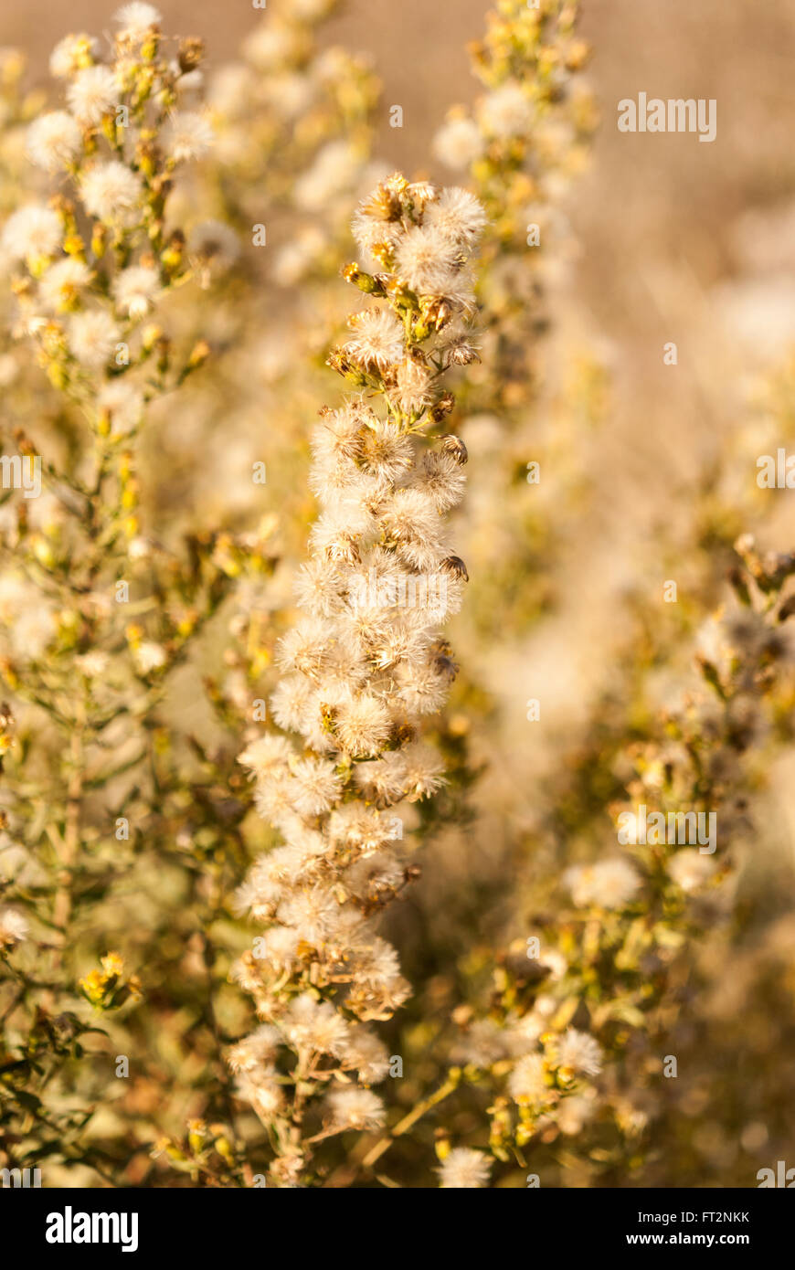 Dittrichia viscose (also known as false yellowhead, woody fleabane ...