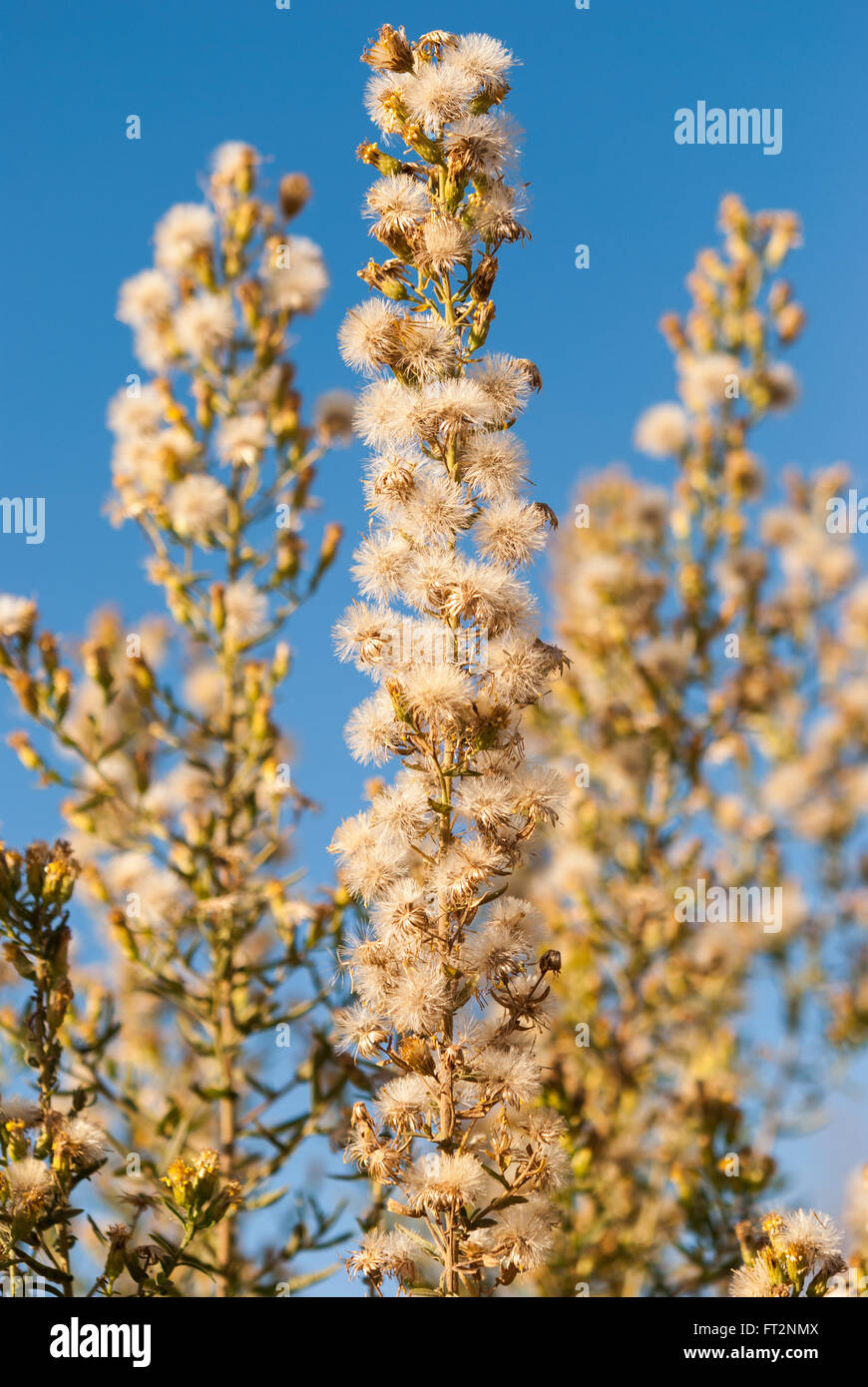 Dittrichia viscose (also known as false yellowhead, woody fleabane ...