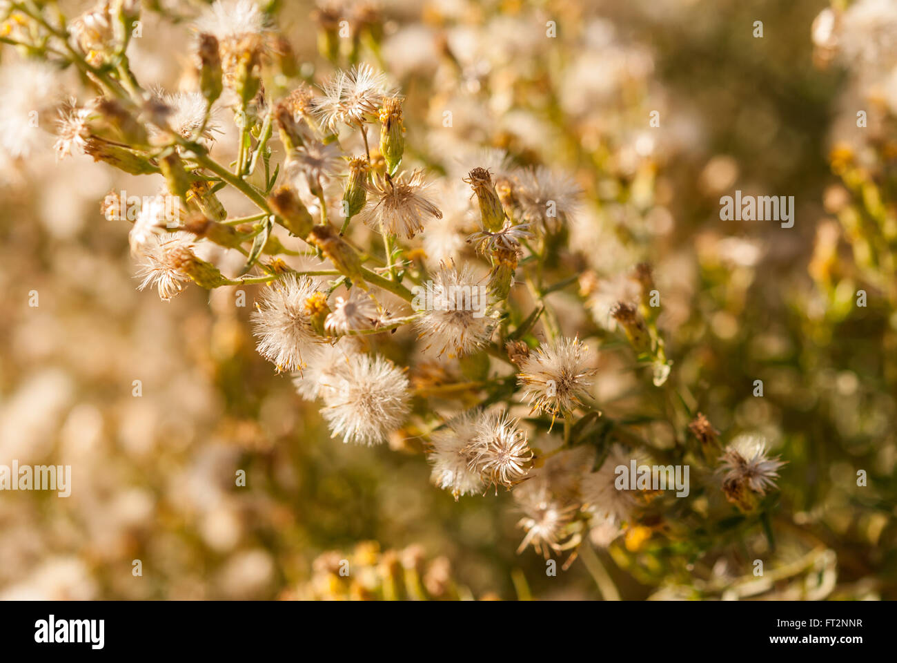 Dittrichia viscose (also known as false yellowhead, woody fleabane ...
