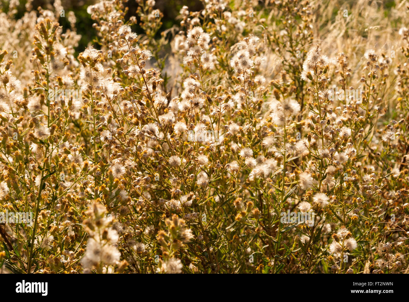 Dittrichia viscose (also known as false yellowhead, woody fleabane ...