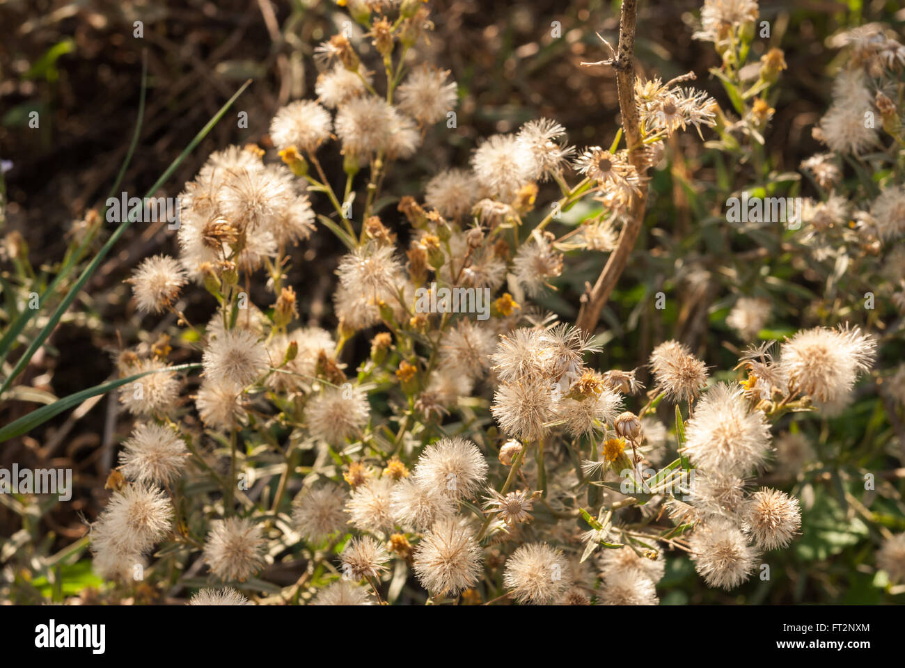 Dittrichia viscose (also known as false yellowhead, woody fleabane ...