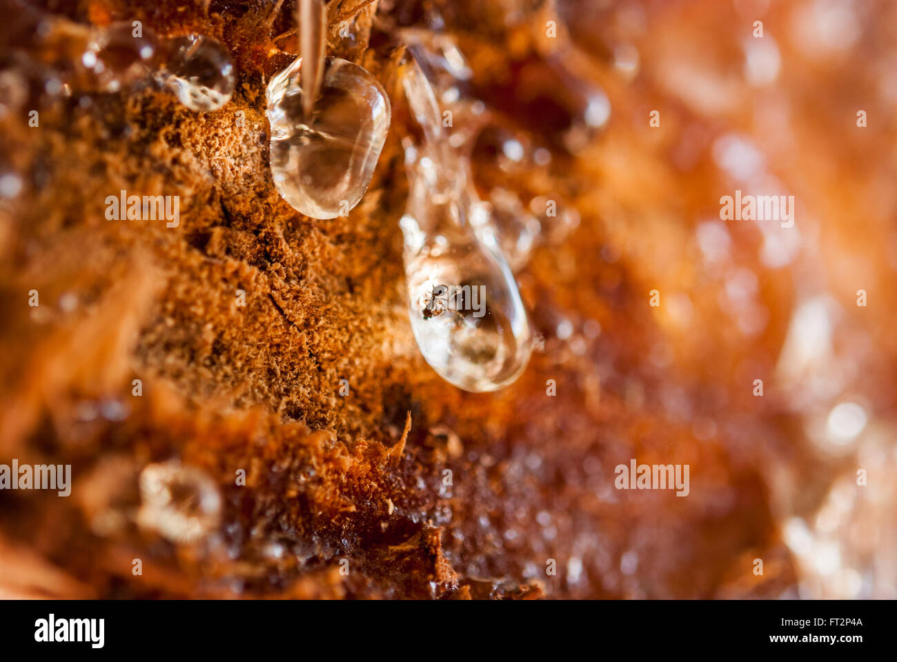 Drops of pine resin with ants on tree cross section closeup. Soft focus ...