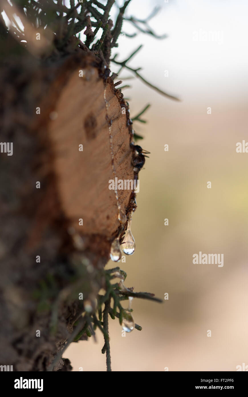 Drops of pine resin on tree cross section closeup. Soft focus. Textured ...