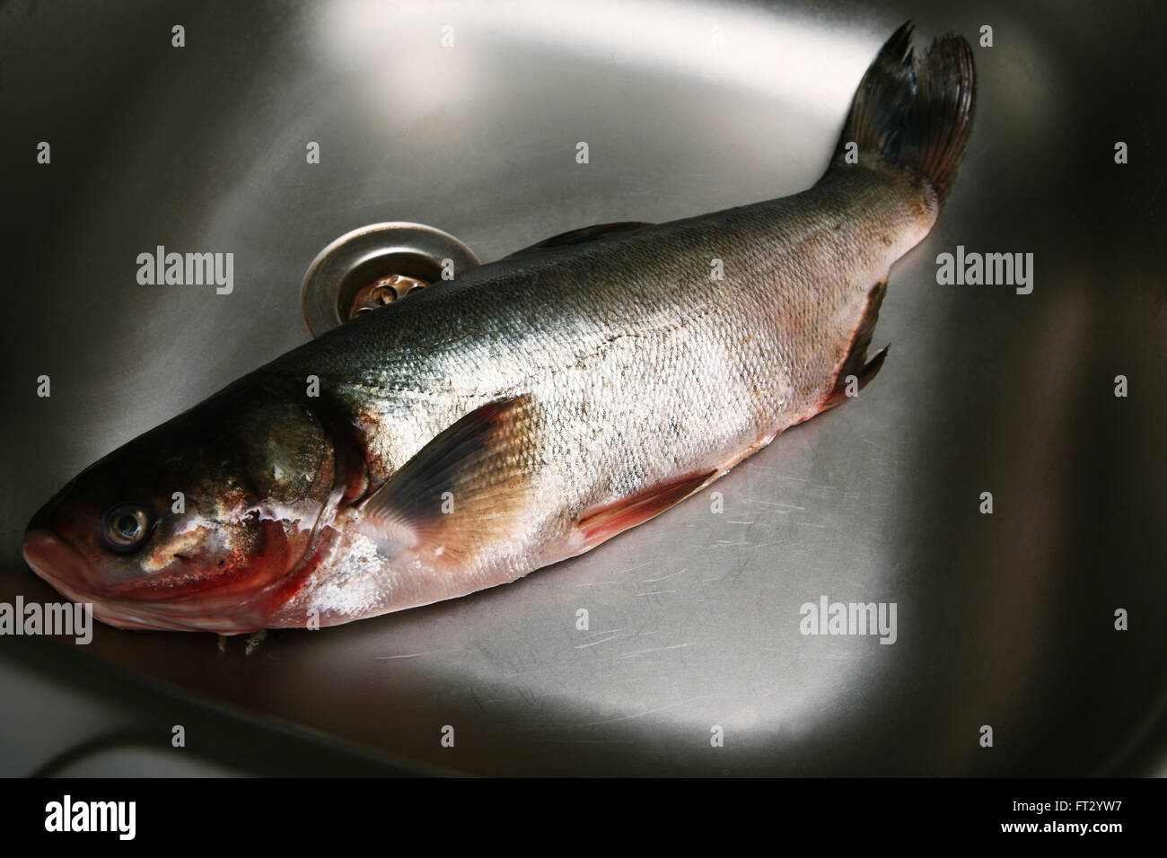 Fish in sink hi-res stock photography and images - Alamy