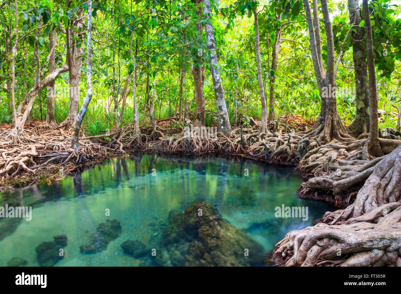 Tha Pom, the mangrove forest in Krabi, Thailand Stock Photo - Alamy