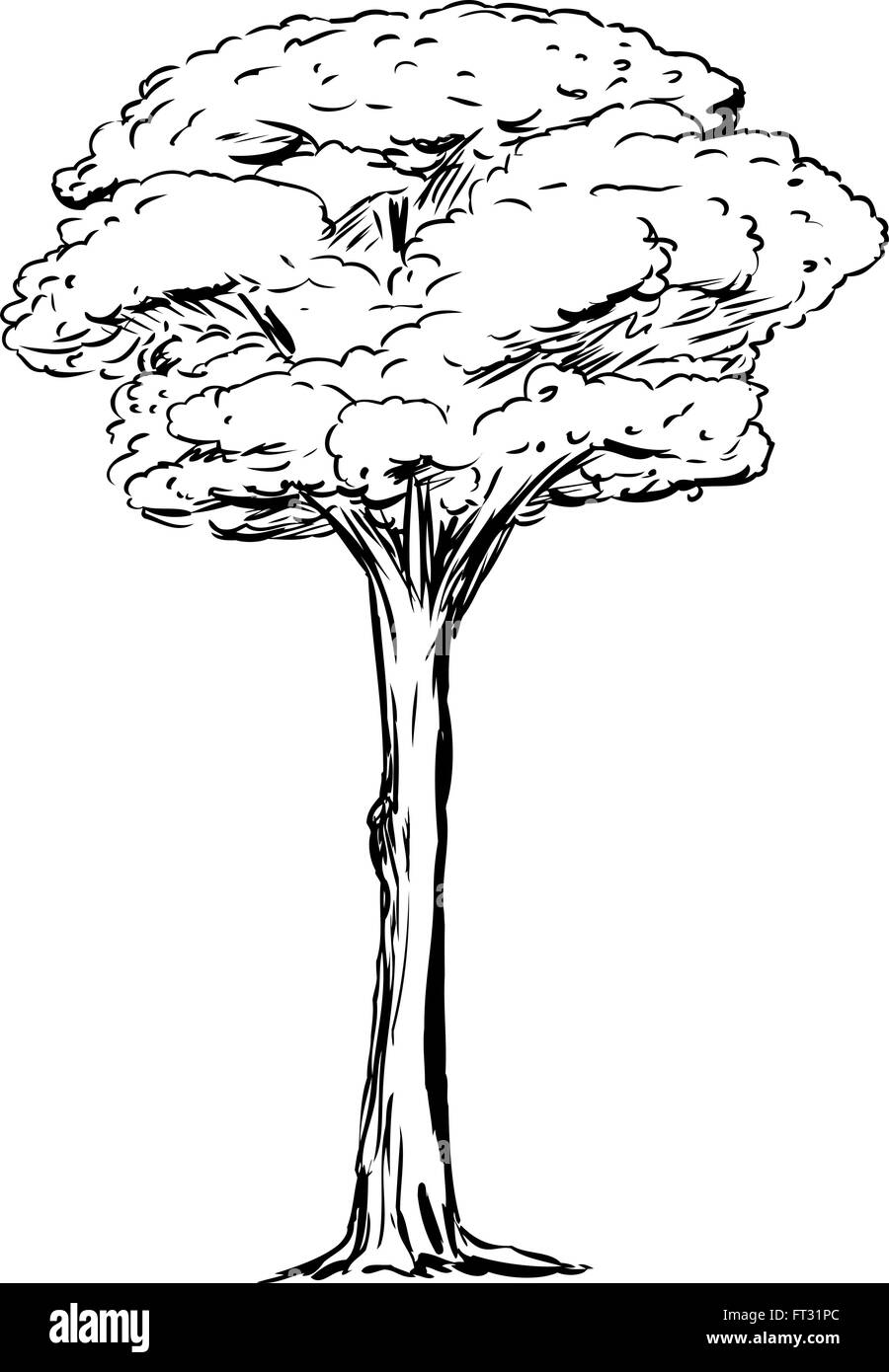 Outlined single tall tree over isolated white background Stock Photo ...