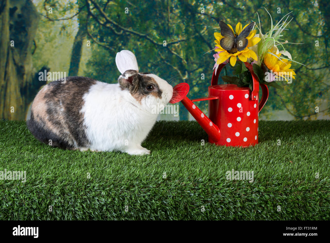 Cute brown bunny hi-res stock photography and images - Alamy