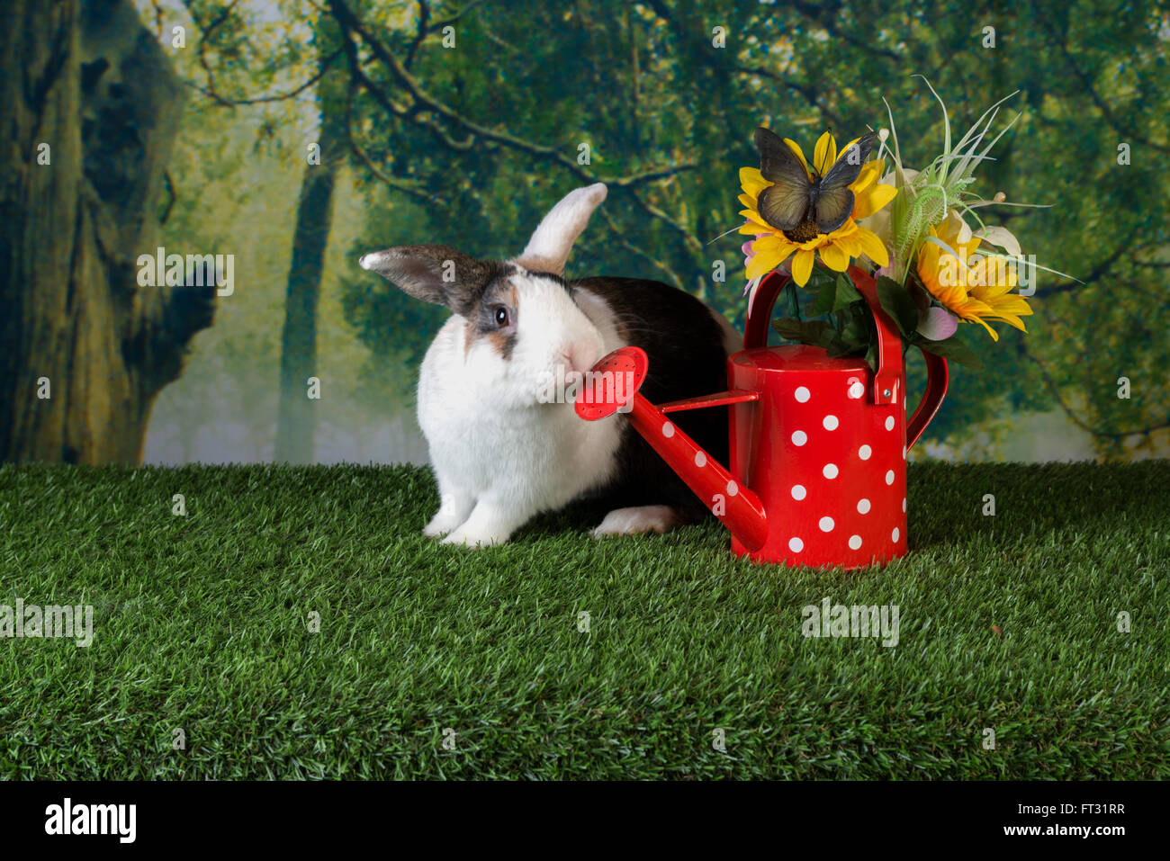 Cute white and brown rabbit Stock Photo - Alamy