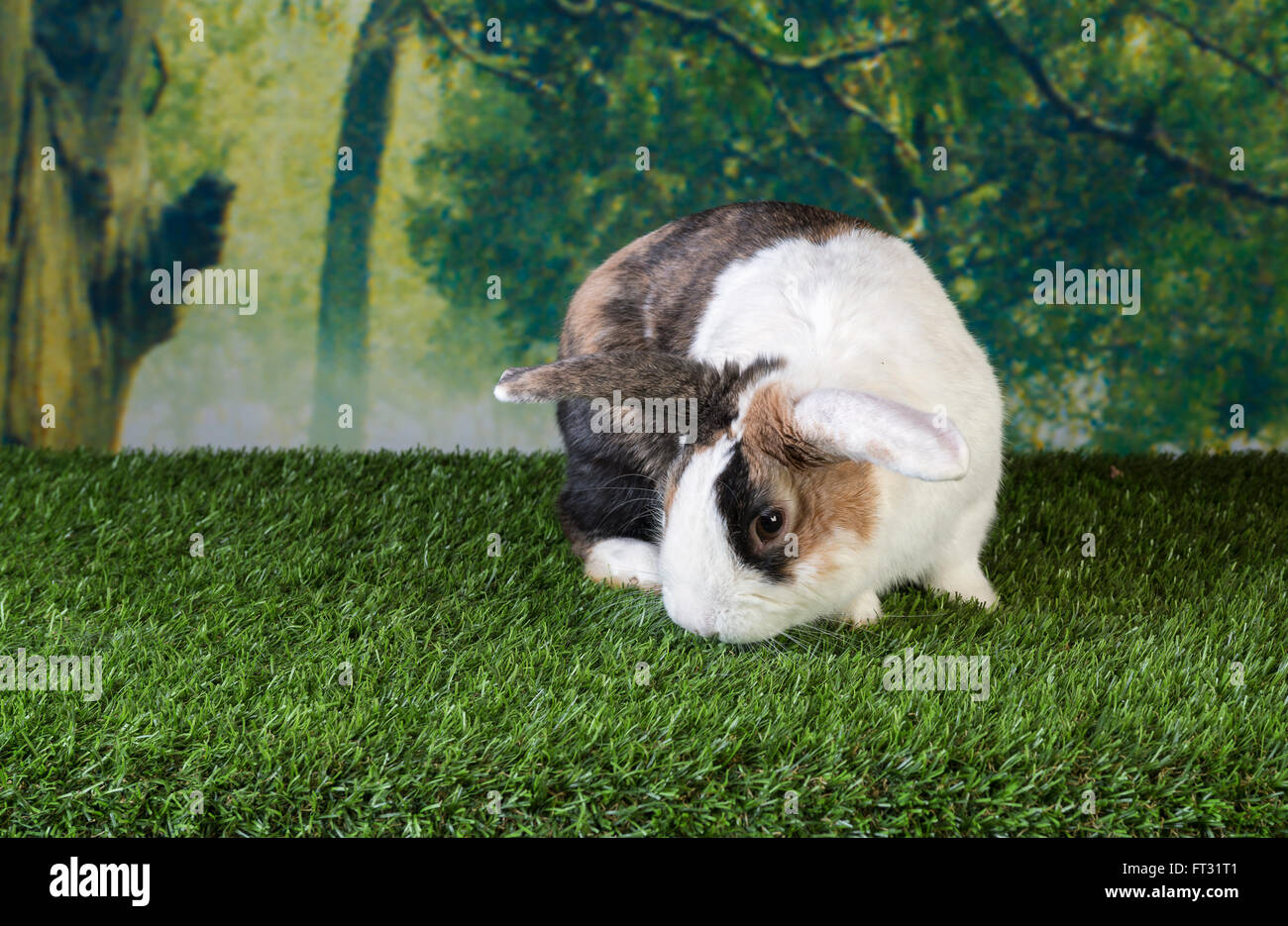 Brown spotted white flowers hi-res stock photography and images - Alamy