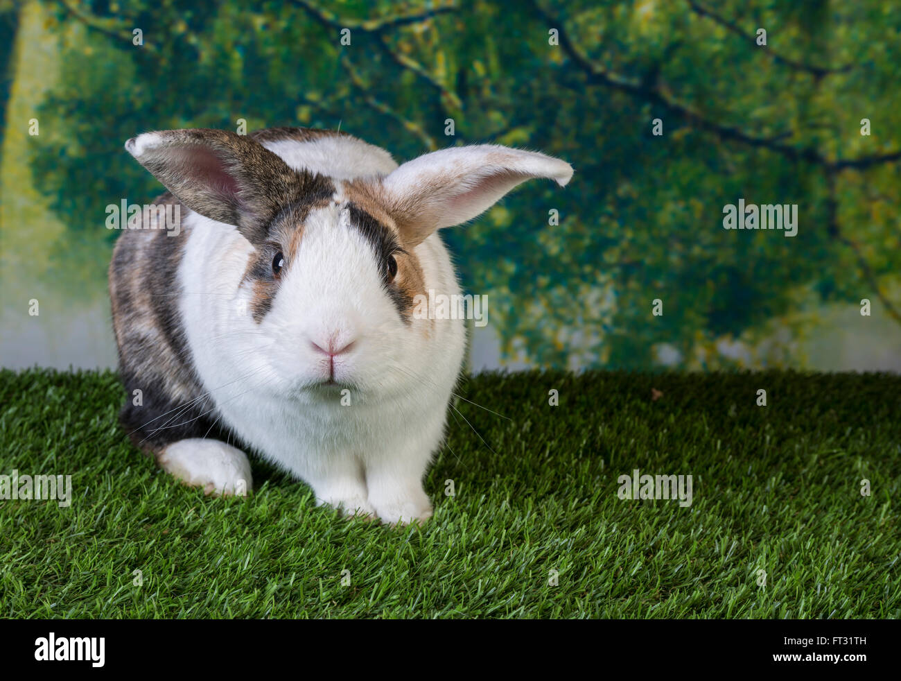 Cute white and brown rabbit Stock Photo - Alamy