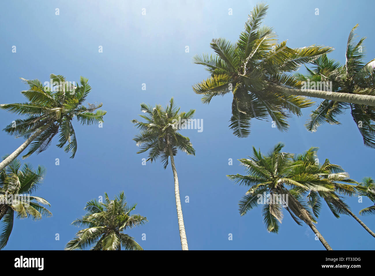 pile of coconut tree with sky background Stock Photo - Alamy